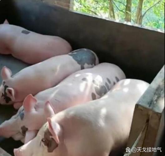 猪圈不养猪能养点啥截图