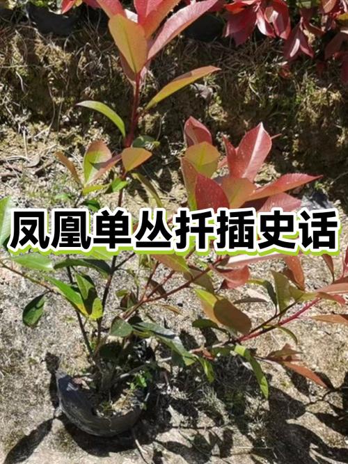 凤凰网历史频道图标