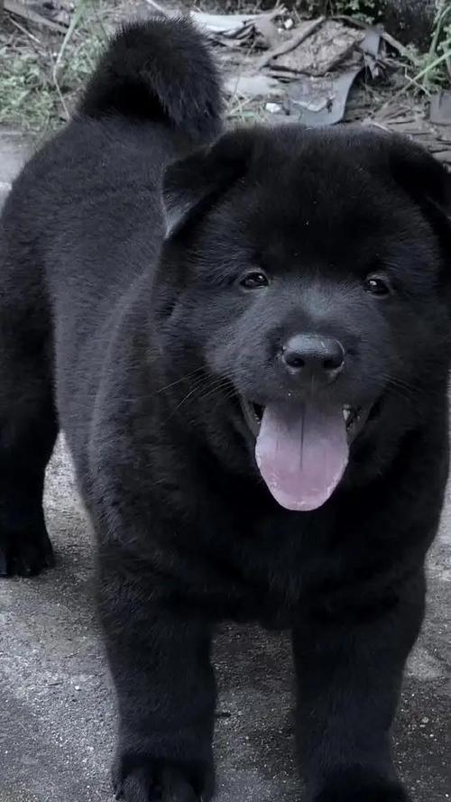 黑色田园幼犬图标