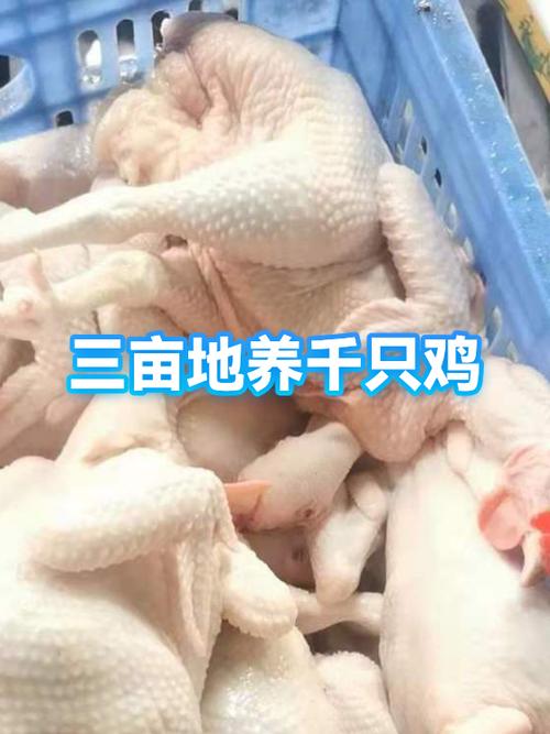养1000鸡赚钱吗