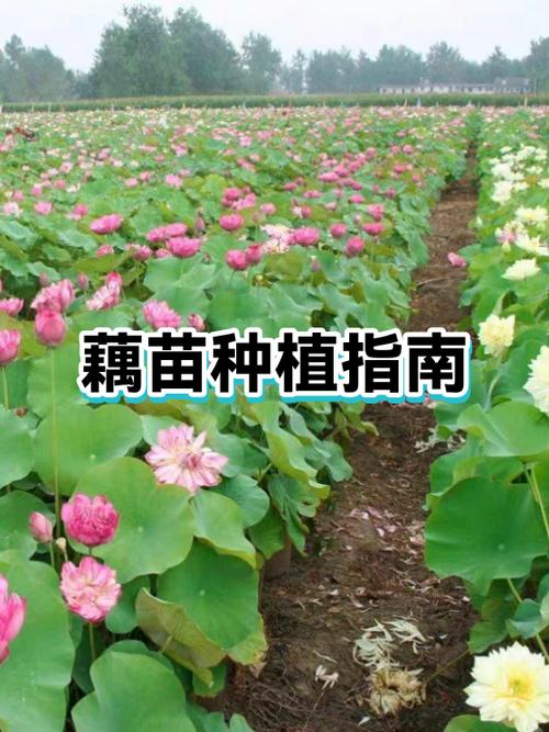 莲藕种植方法