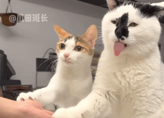 猫怎么寄回家便宜又方便