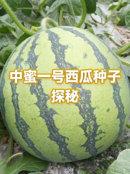 西瓜的特点和作用图标