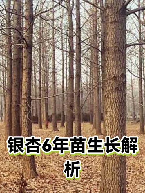 银杏树小苗一年能长多高图标