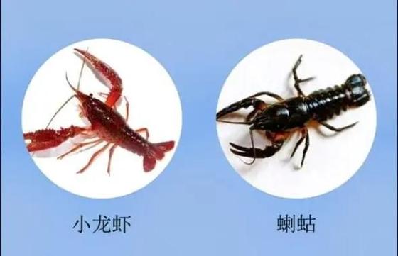 小龙虾的种类图标