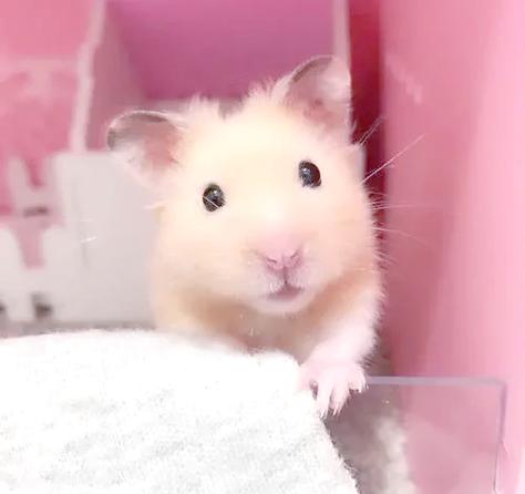 金丝熊狂犬病潜伏期