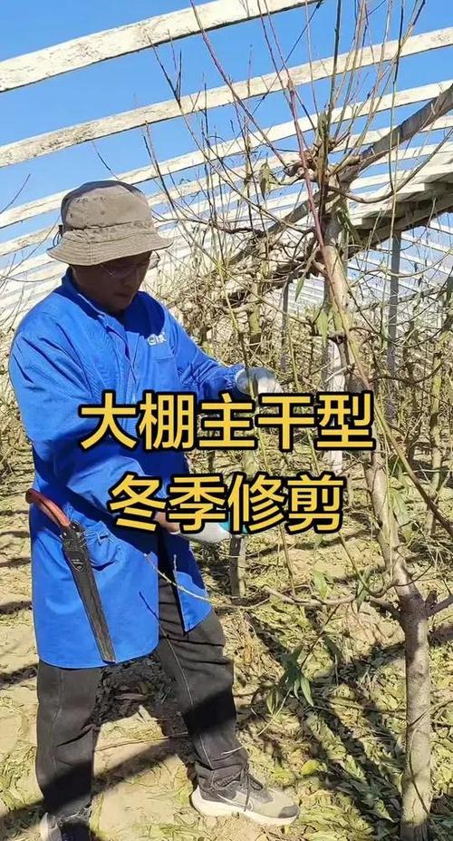 小桃树修剪技术视频