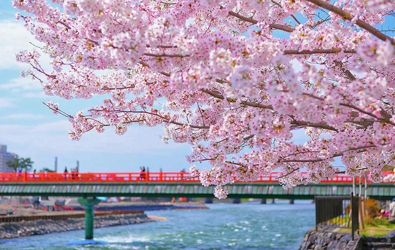嗜谎之神动画樱花动漫图标
