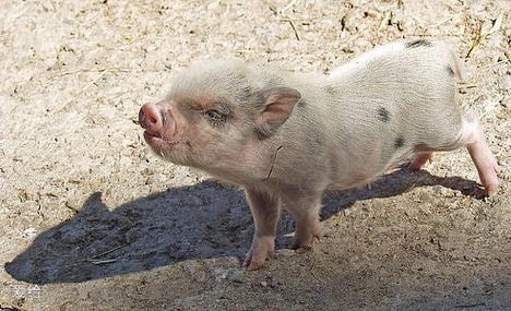 养猪场pigfarm截图