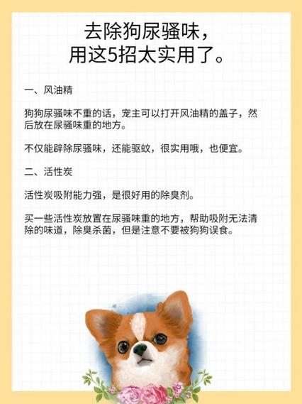 防止狗乱尿最有效的方法图标