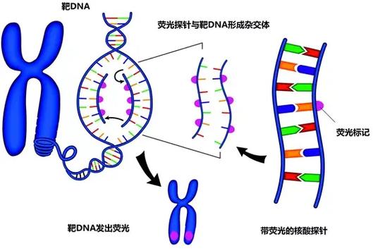 肿瘤fish检测什么意思图标