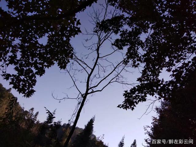 现实凋零