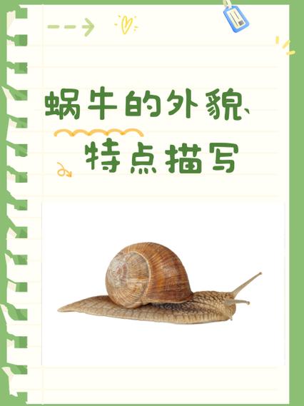 蜗牛外表的描写句子图标