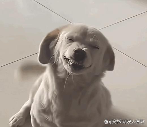 女生发呲牙高情商回复图标