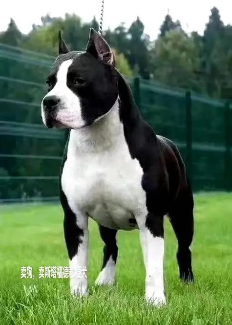 斯塔福犬多少钱一只截图