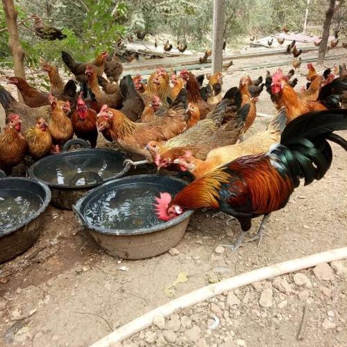 土鸡苗图标