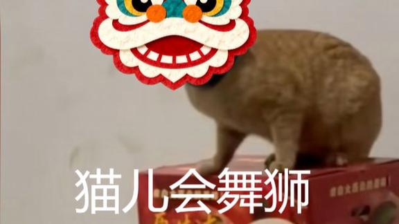 猫儿热舞