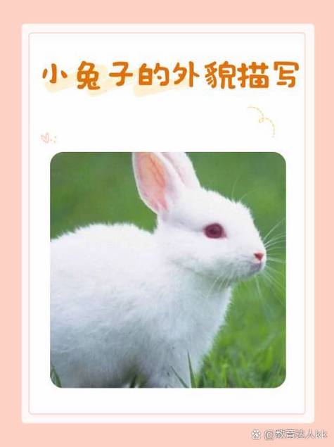兔子一般比喻什么人截图