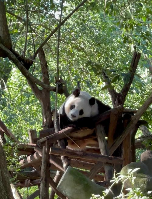 成都熊猫基地官网预约图标