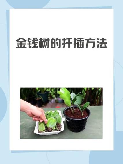 金钱树的养殖方法和繁殖方法截图