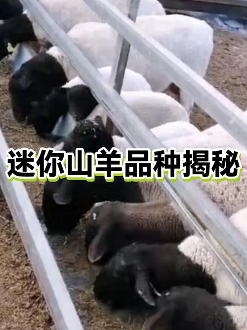 养羊能卖多少钱一个截图