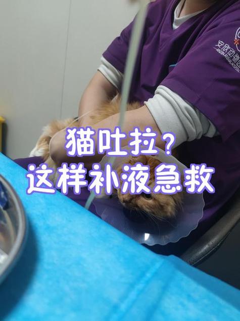 猫咪抽搐怎么办图标