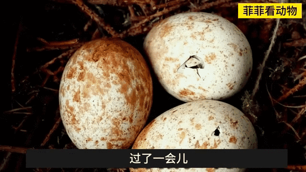 老鹰生宝宝截图