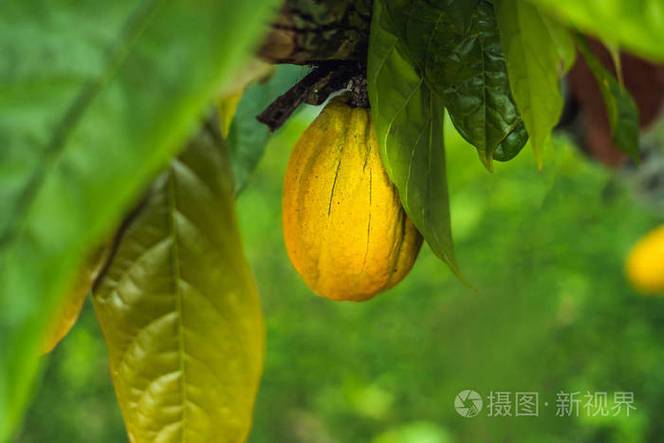 可可豆农场种植方法图标