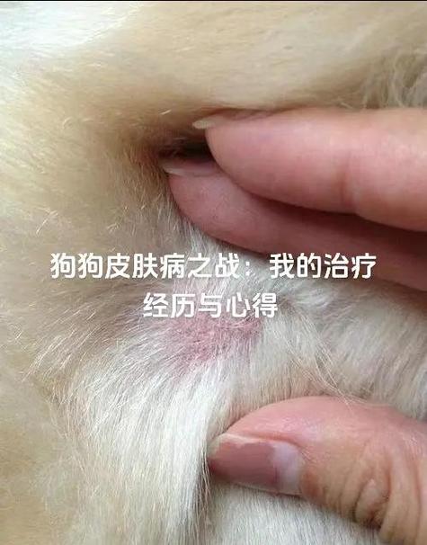 泰迪腿上长出红疙瘩图标