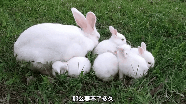 纯种兔子多少钱一只