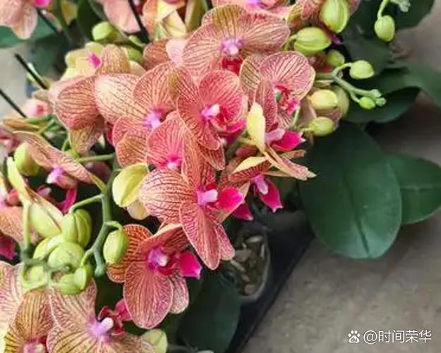 阳光养花场怎么提现图标