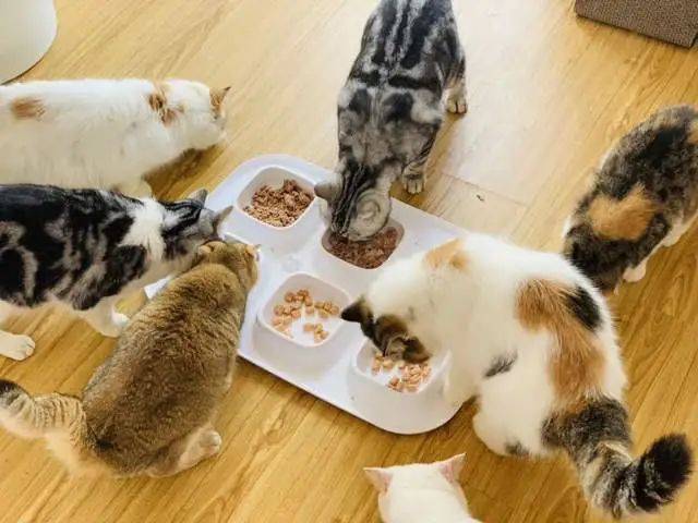 猫知道饥饱吗?图标