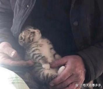捡了一只成年猫怎么养截图