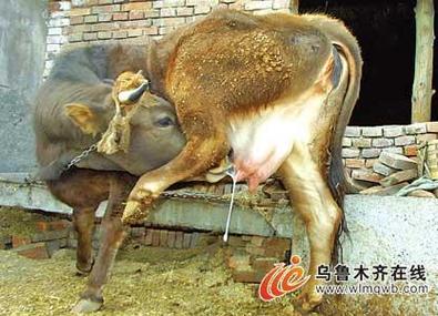 奶牛最厉害三个本领图标