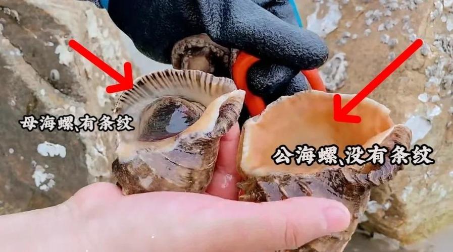 海螺一斤能称几个图标