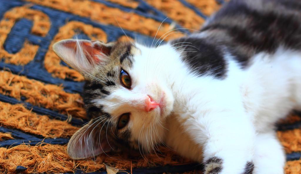我的小甜猫百度网盘图标