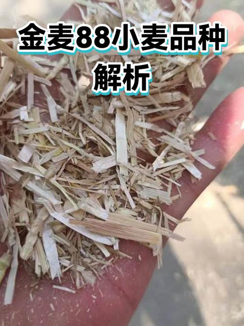 金麦22号麦种介绍图标