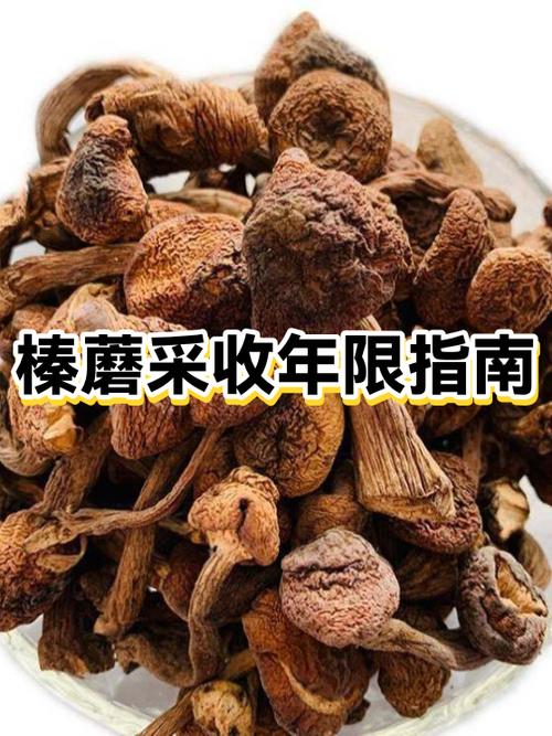 干榛蘑是什么蘑菇图标