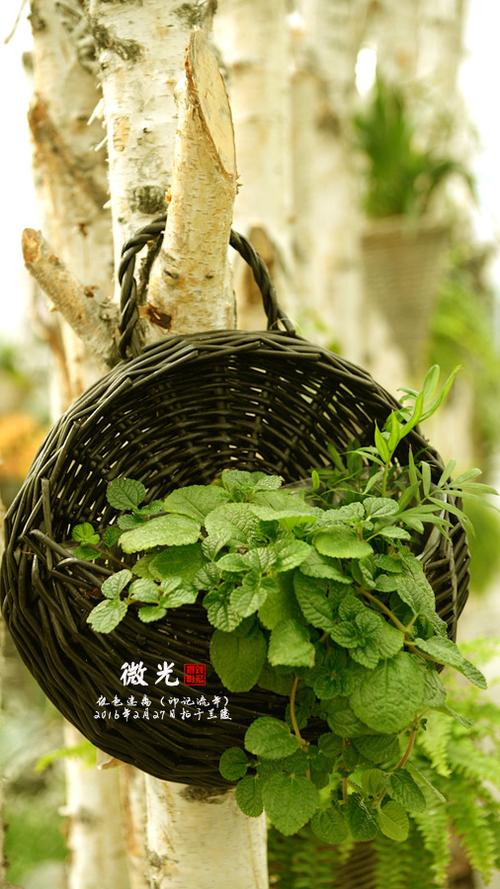微时光是什么意思图标