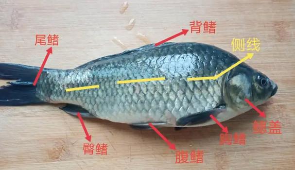 新鱼和旧鱼如何分辨截图