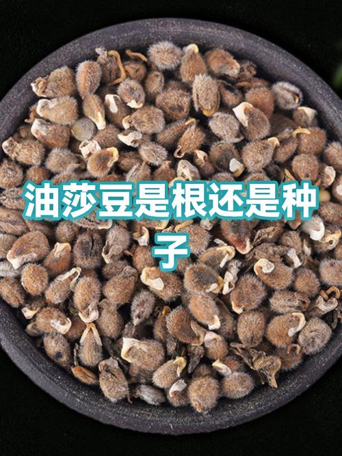 趣豆是什么图标
