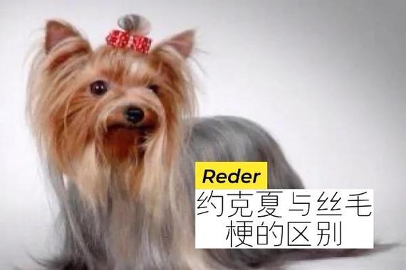 毛毛网络梗暗示什么图标