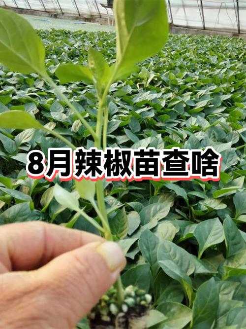 辣椒几月份栽苗最好截图