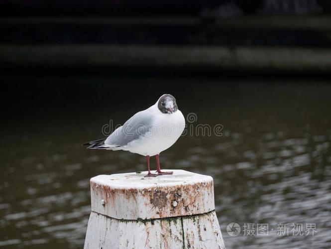 黑色海鸥图标