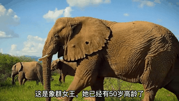 大象几岁停止生长图标