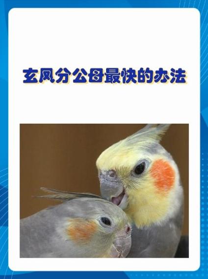 玄风看公母截图