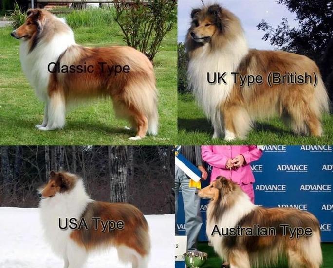 美系和英系苏牧比较图截图