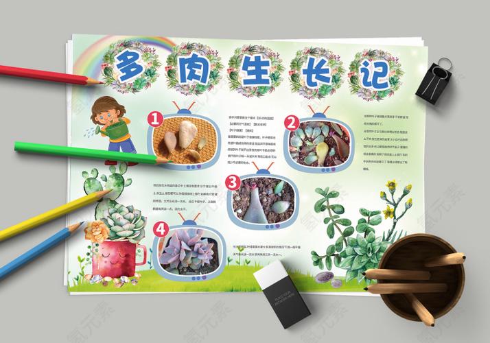 多肉生长的五个阶段图标