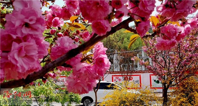 樱花小镇图标