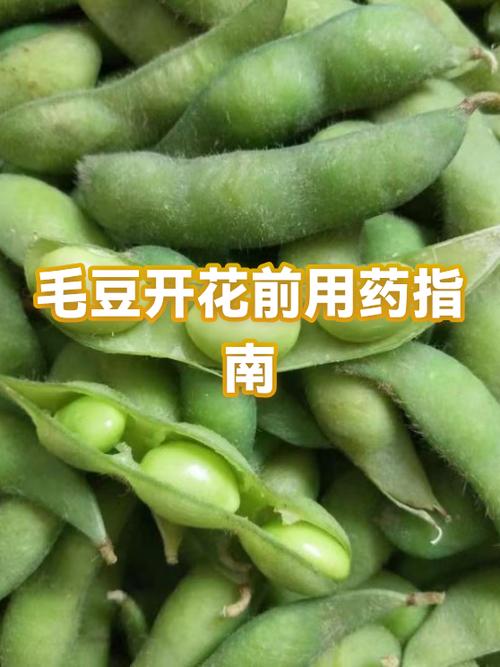 毛豆是凉性还是热性图标
